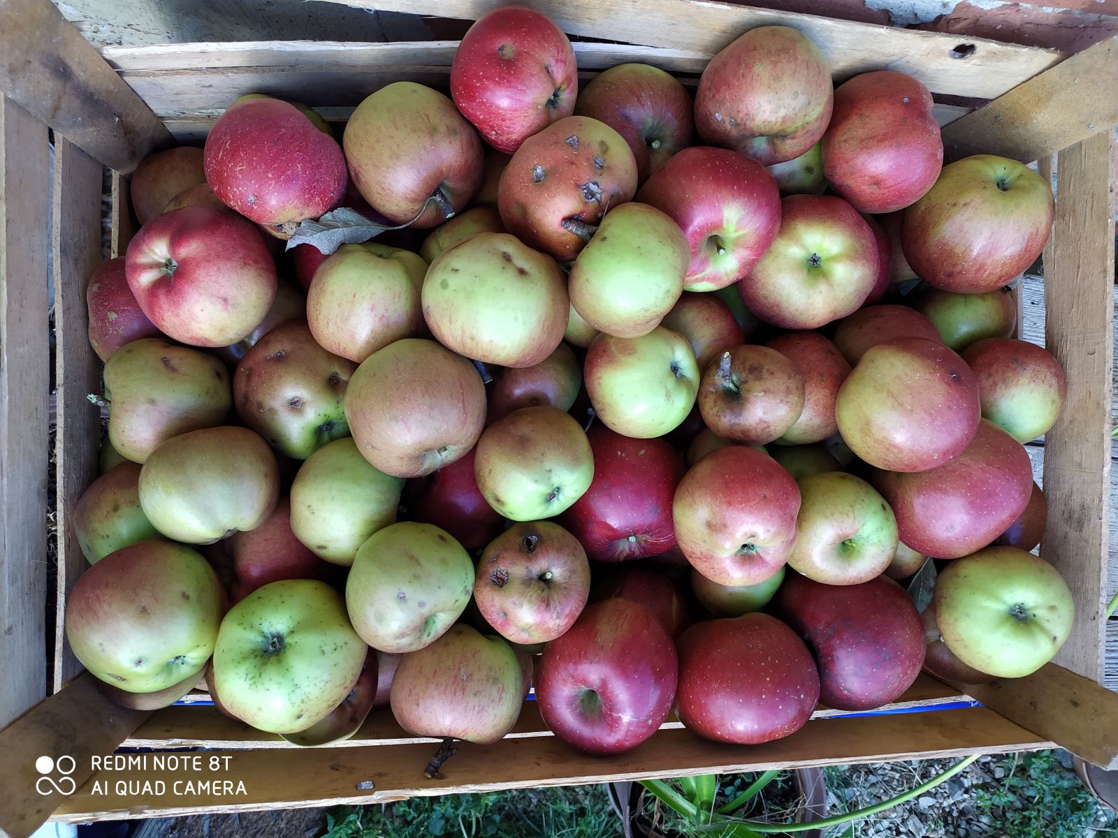 Jabuke domaće, božićnice i ostale sorte