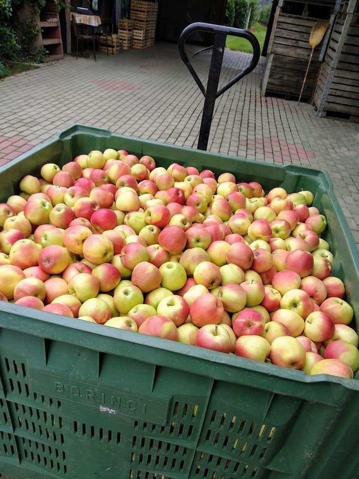 JABUKE - IDARED, JONAGOLD