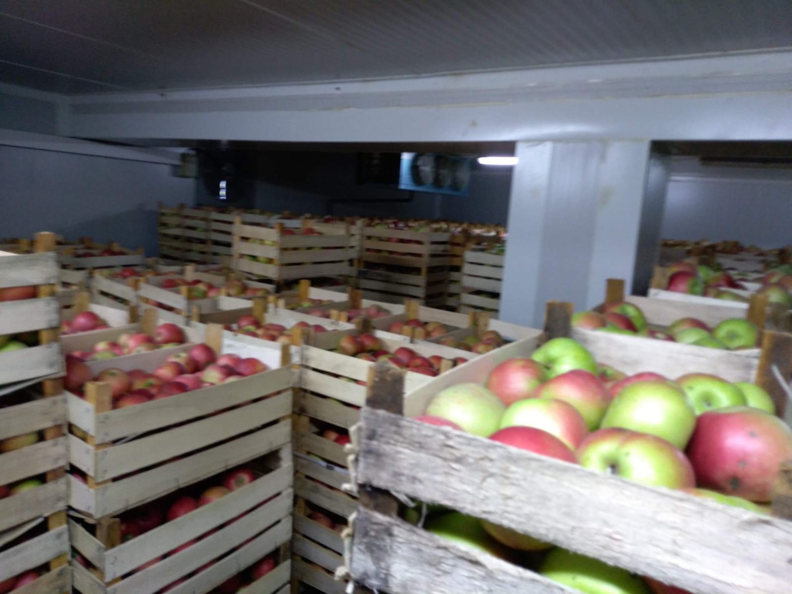 Jabuke (razne sorte) i sok od jabuka