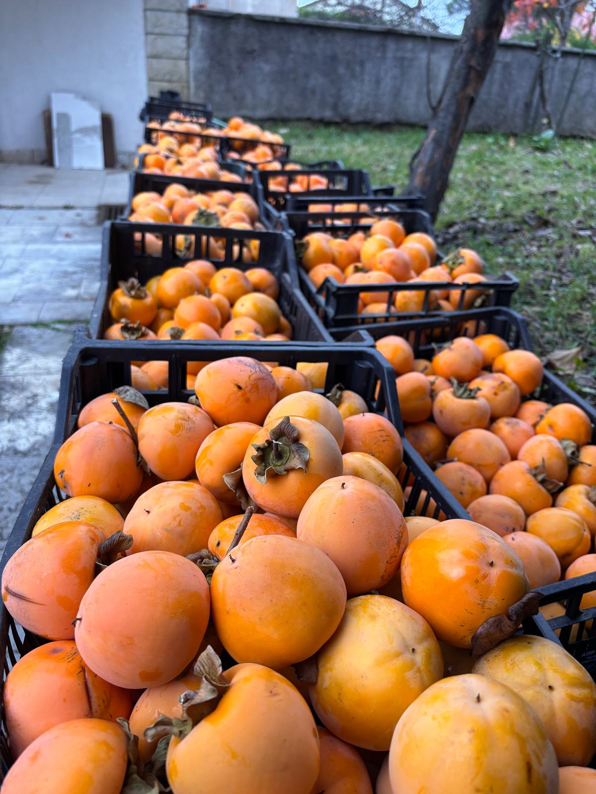 Japanska jabuka - Kaki