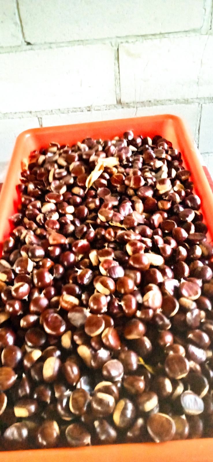 Kestene DEBELE Svježe