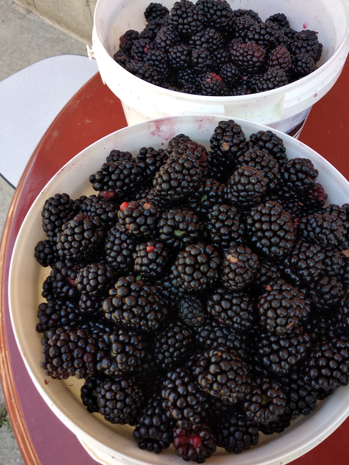 KUPINA IZ DOMAĆEG UZGOJA