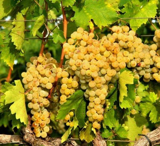 KVALITETNO BIJELO GROŽĐE - TROGIR PLANO - EKOLOŠKI UZGOJ