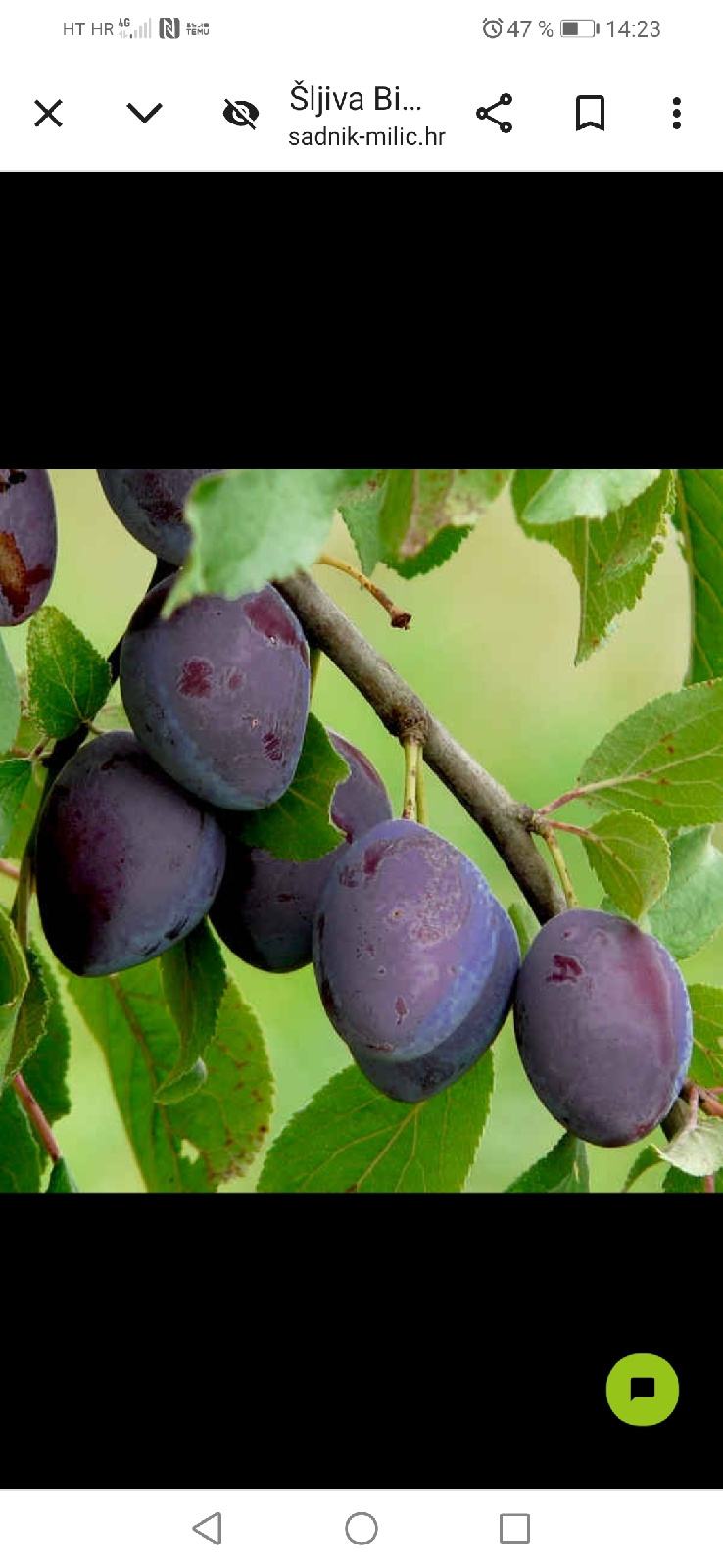 Lička šljiva Bistrica