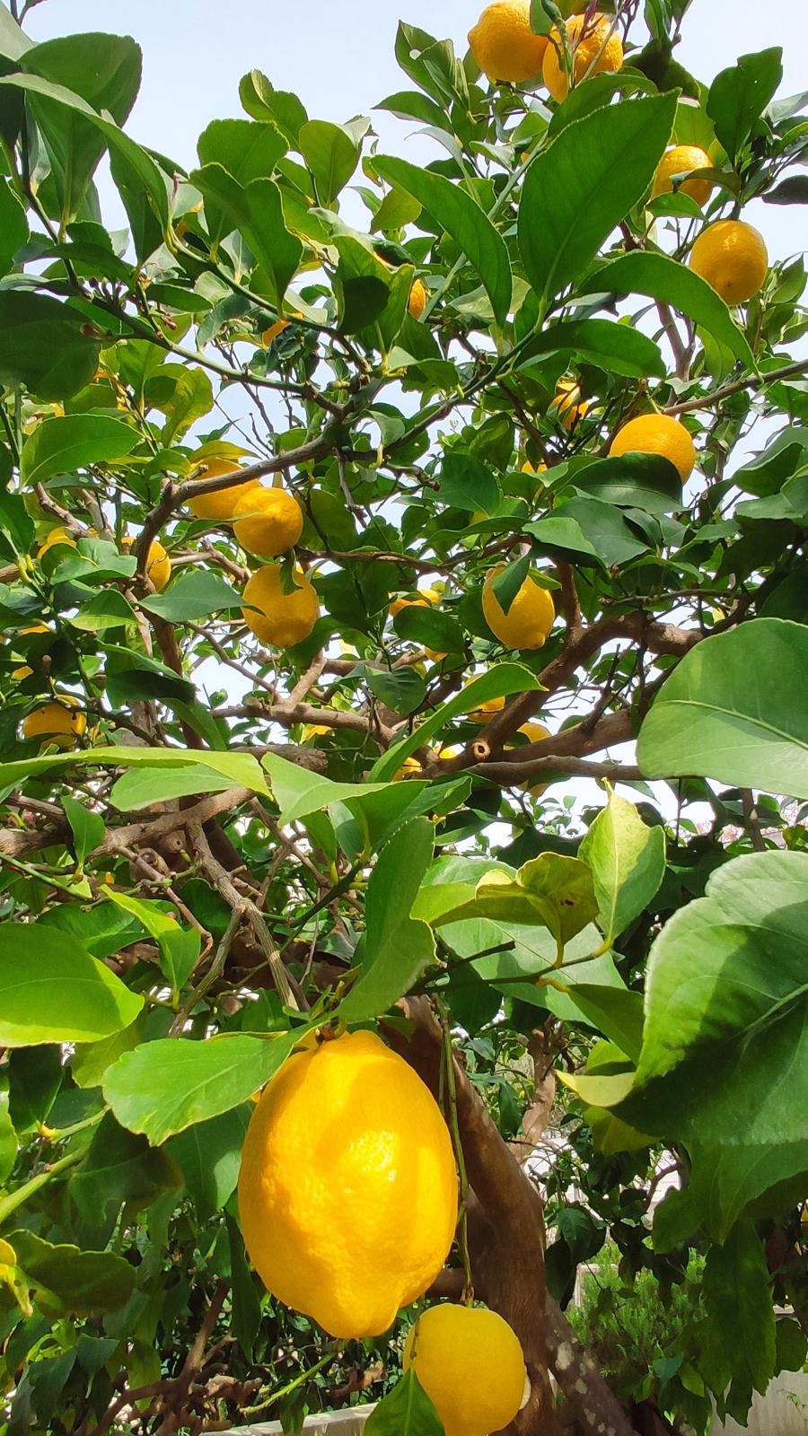 Limuni domaći, sorta Mjesečar, EKO uzgoj- TOP klasa, iskorstiv 100%