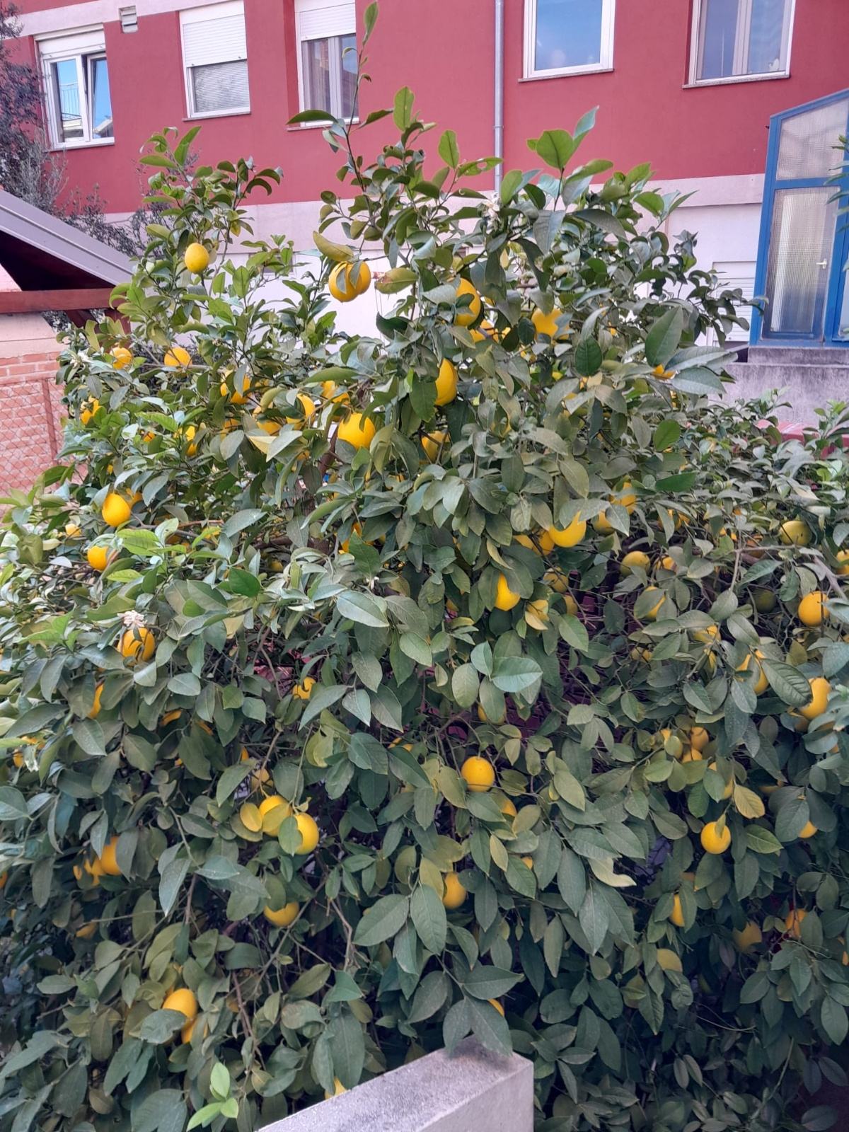 Limun
