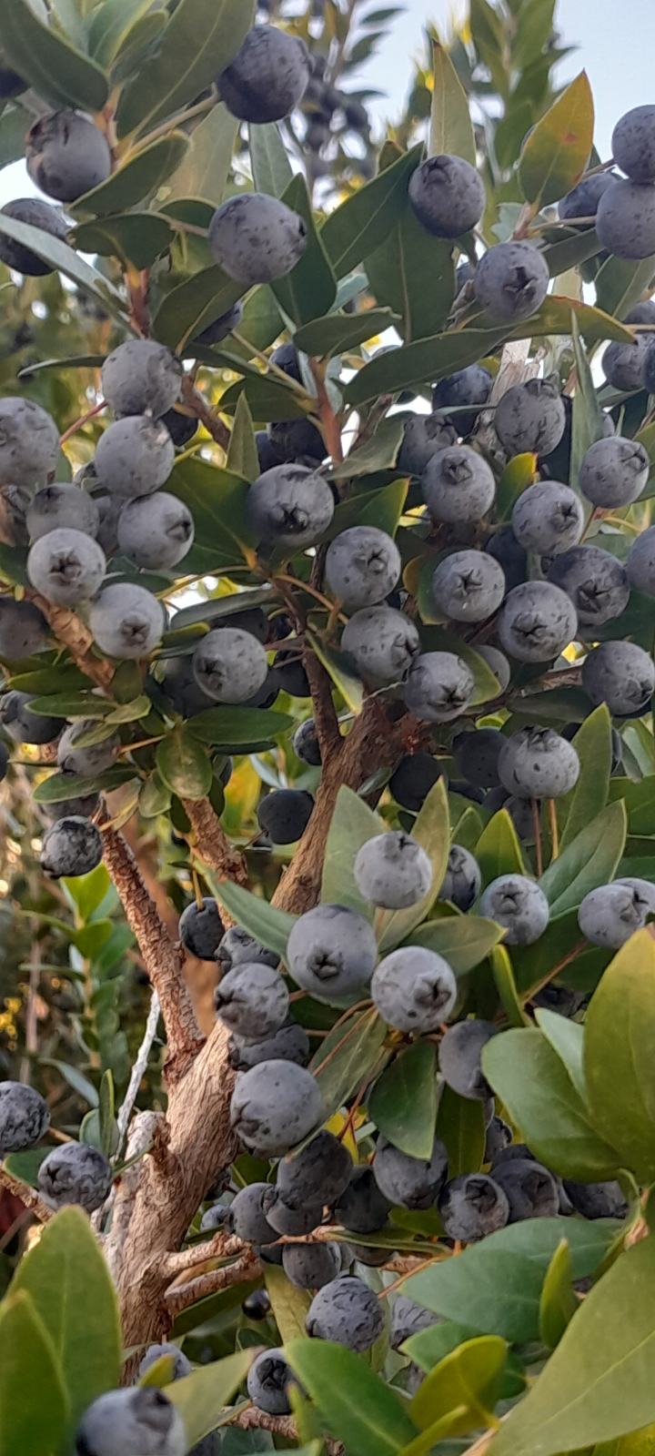 MIRTA (Myrtus communis) SJEME VRLO RODNE MIRTE KRUPNIH SOČNIH PLODOVA