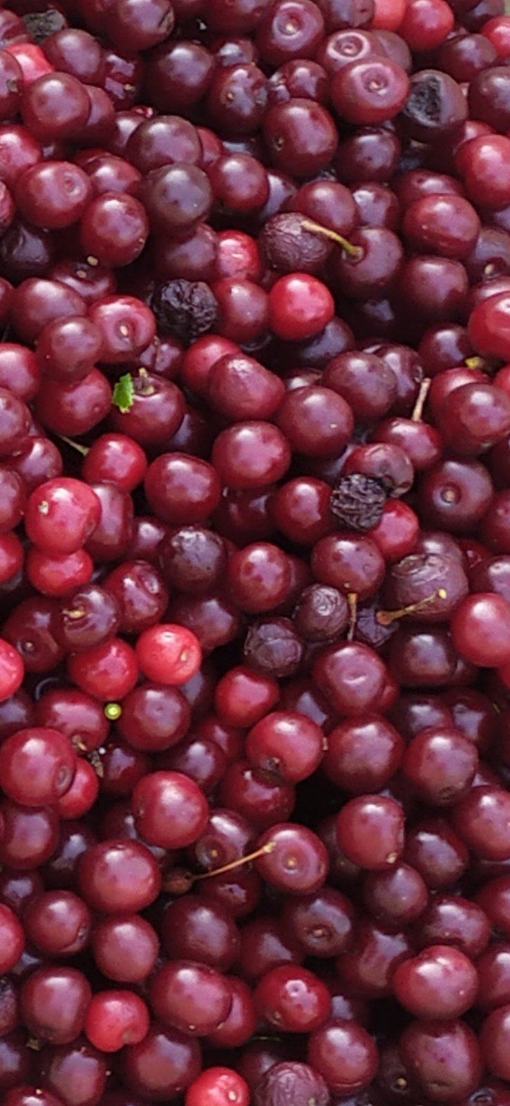 Oblačinska višnja 1,5€ trešena