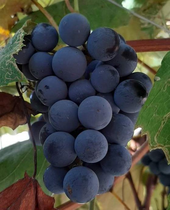 Plavo grožđe, cca 150 kg, 0,90 EUR/kg