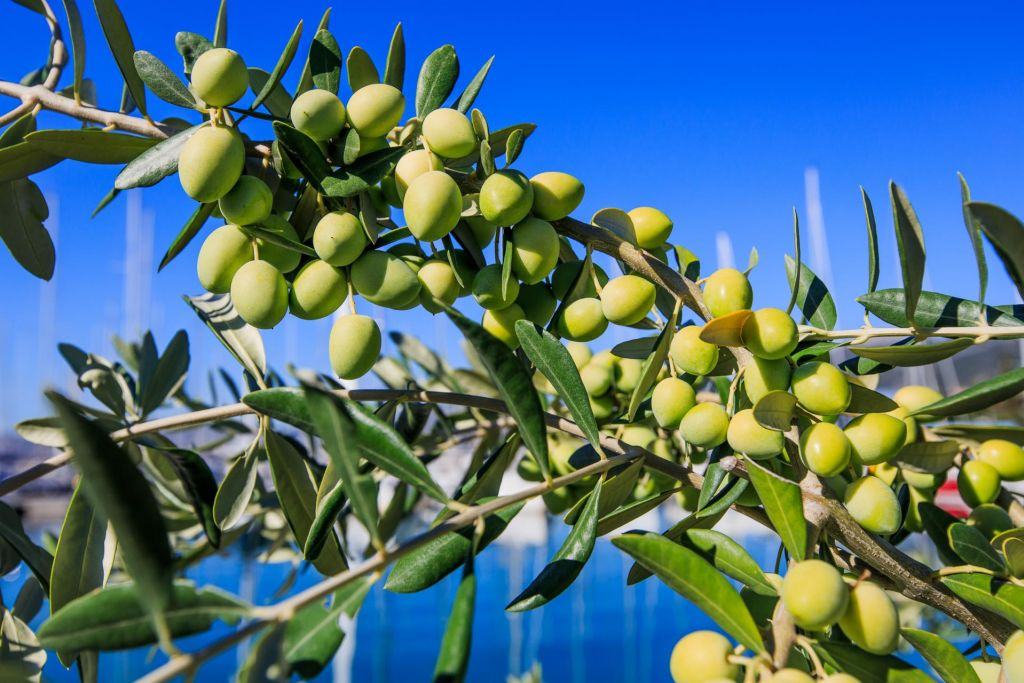 Plod masline - maslinovo ulje