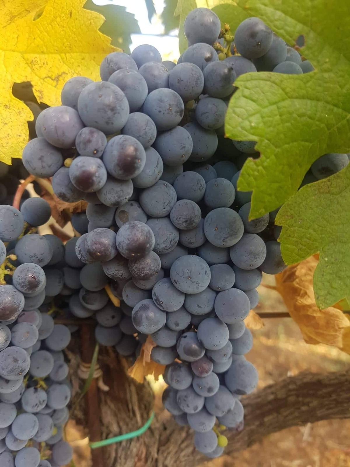 Prodaja crnog grožda plavina