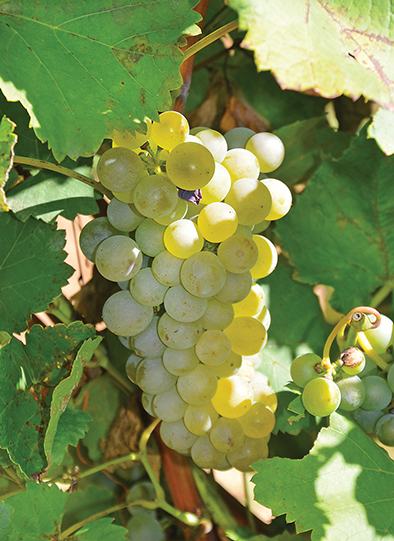 Prodaja miješanog grožđa, sorte: NOJA i CIJEP