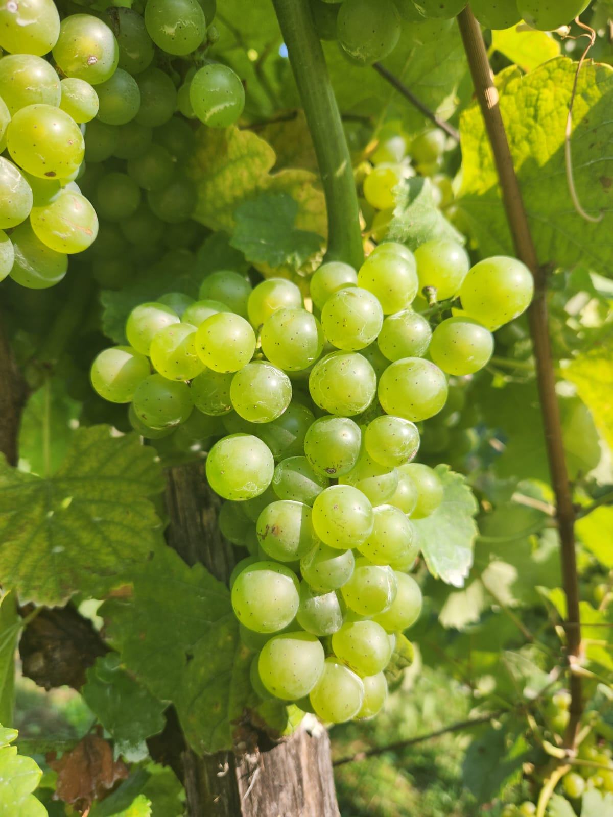 Prodaje se kvalitetno grožđe- rajnski rizling. cca 1000 kg.