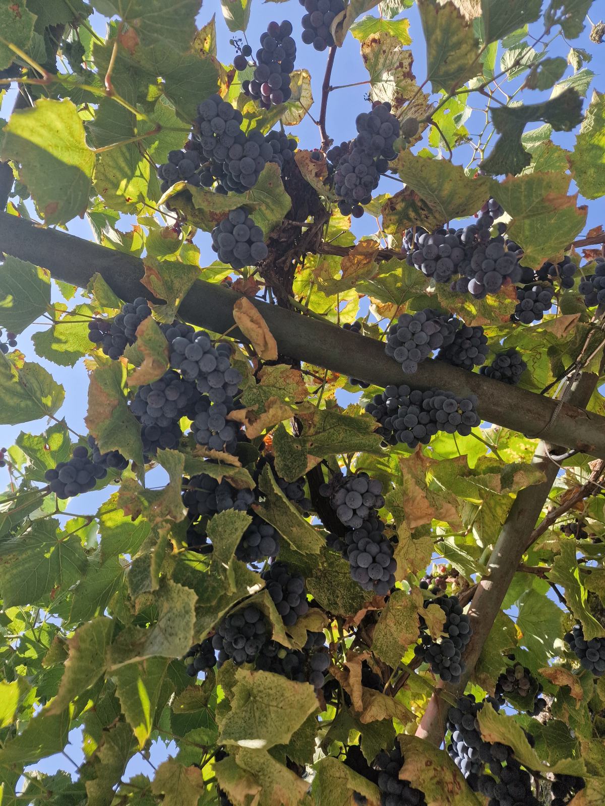 Prodaje se mjesano grožđe