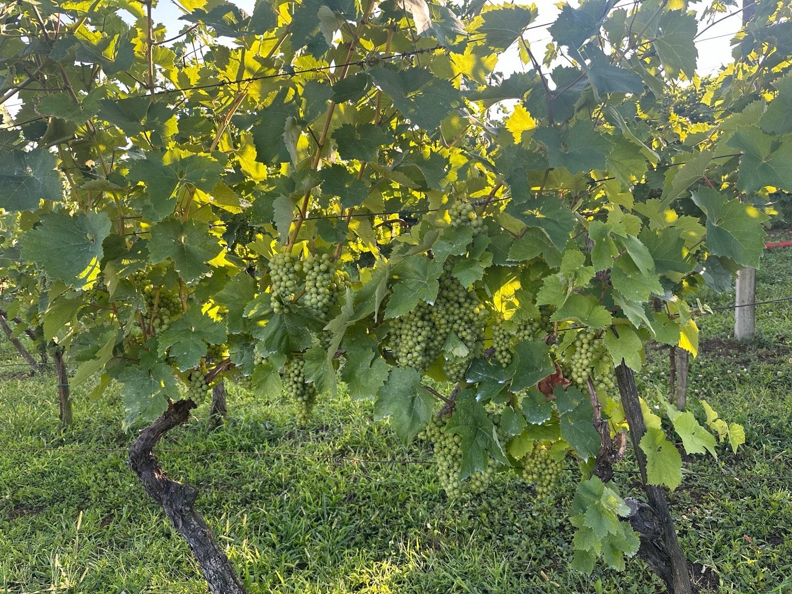 Prodaje se mješano grožđe