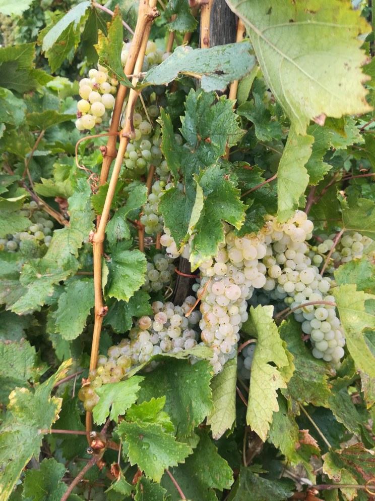 Prodajem bijelo grozde okolica JASTREBARSKOG Repisce