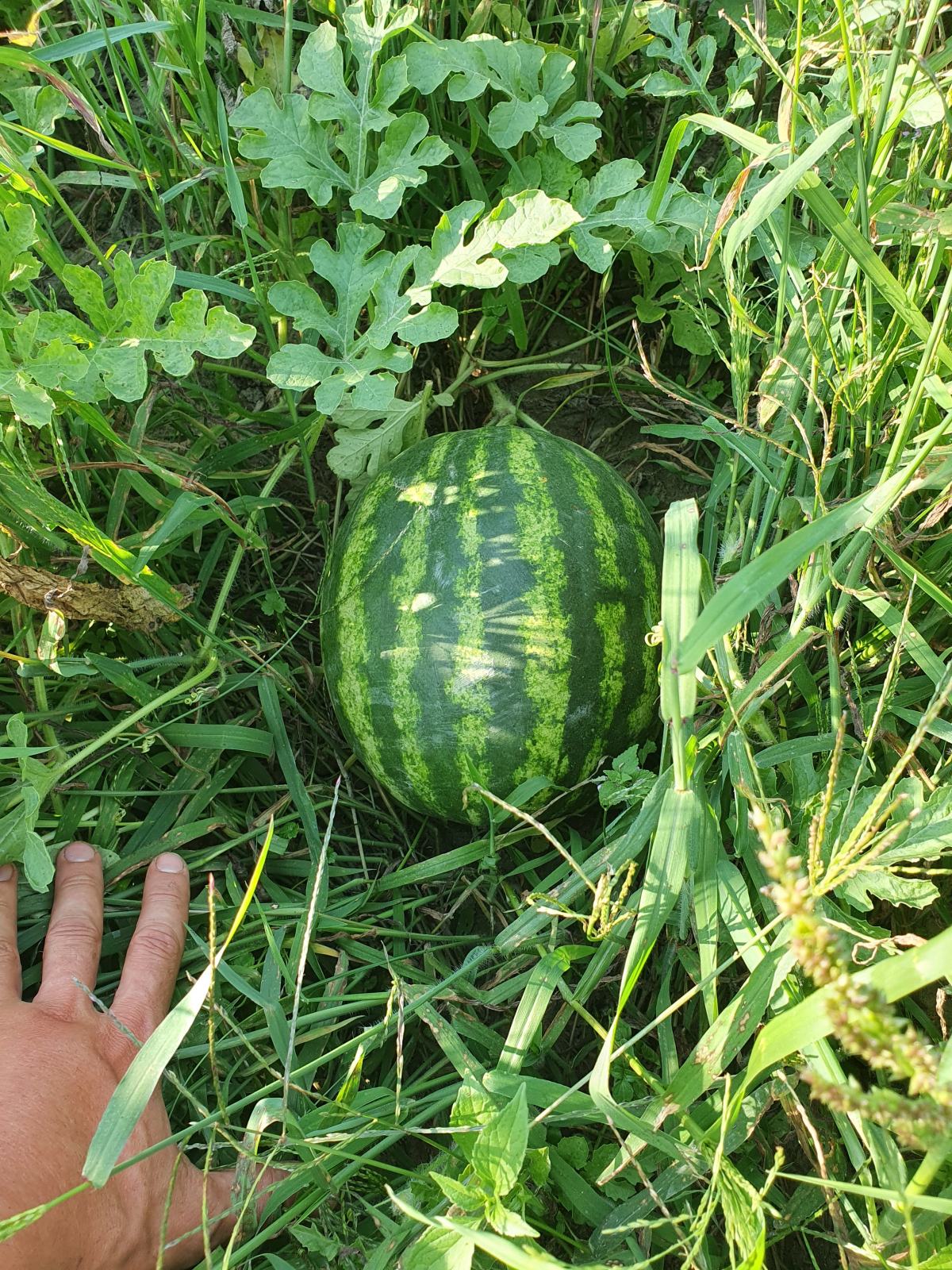Prodajem domaće lubenice - uzgojene na vlastitom OPG-u