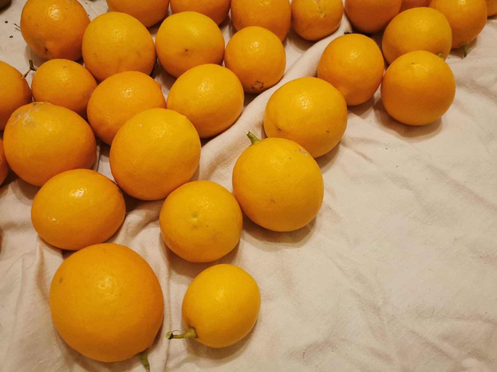 Prodajem domaci limun