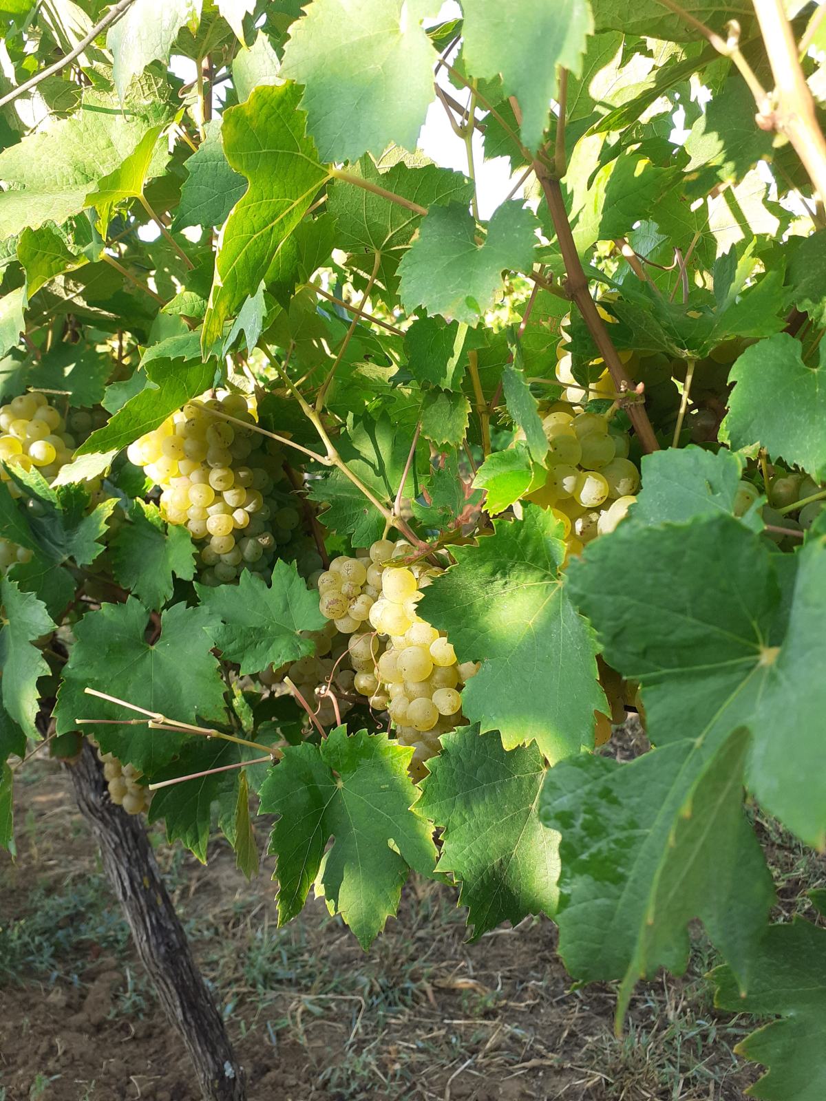 Prodajem grožđe graševinu