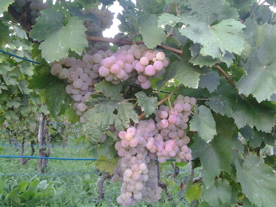 Prodajem grožđe kraljevinu