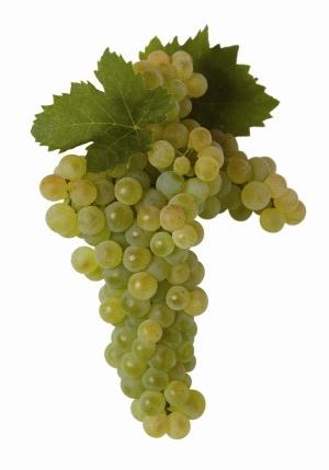 Prodajem grozde - Škrlet i Graševina (1€ kila)