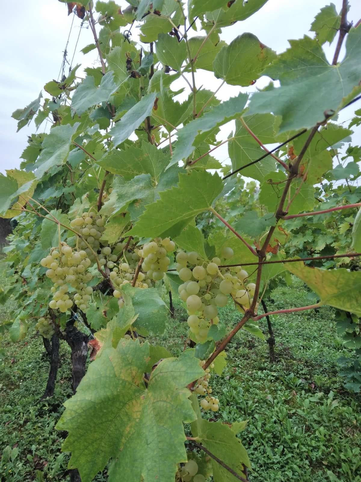 Prodajem grožđe - škrlet