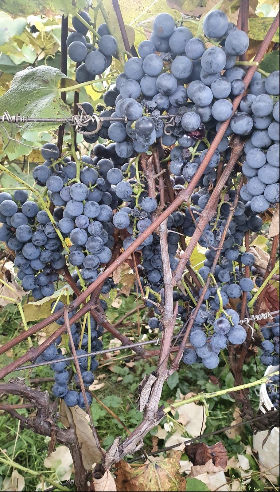 Prodajem grozdje izabela crno 4.5kn