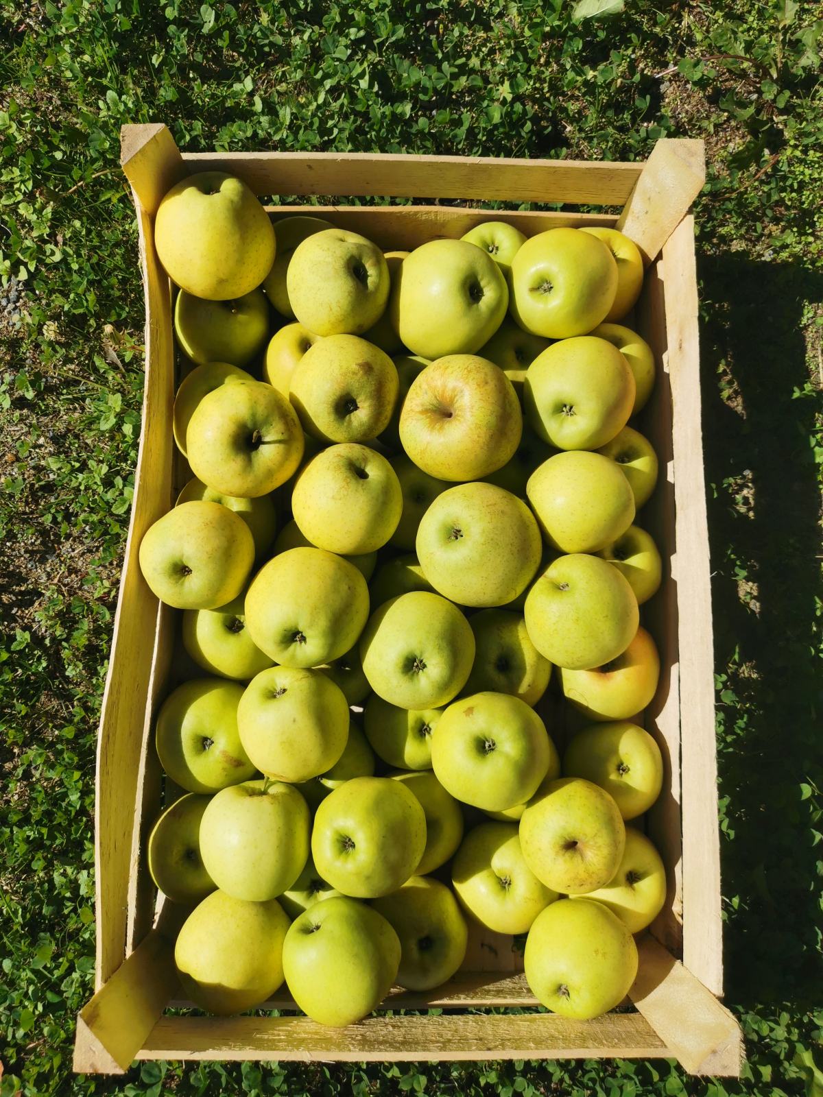 PRODAJEM JABUKE. 50 KN GAJBA (10 KG). ZLATNI DELIŠES I IDARED