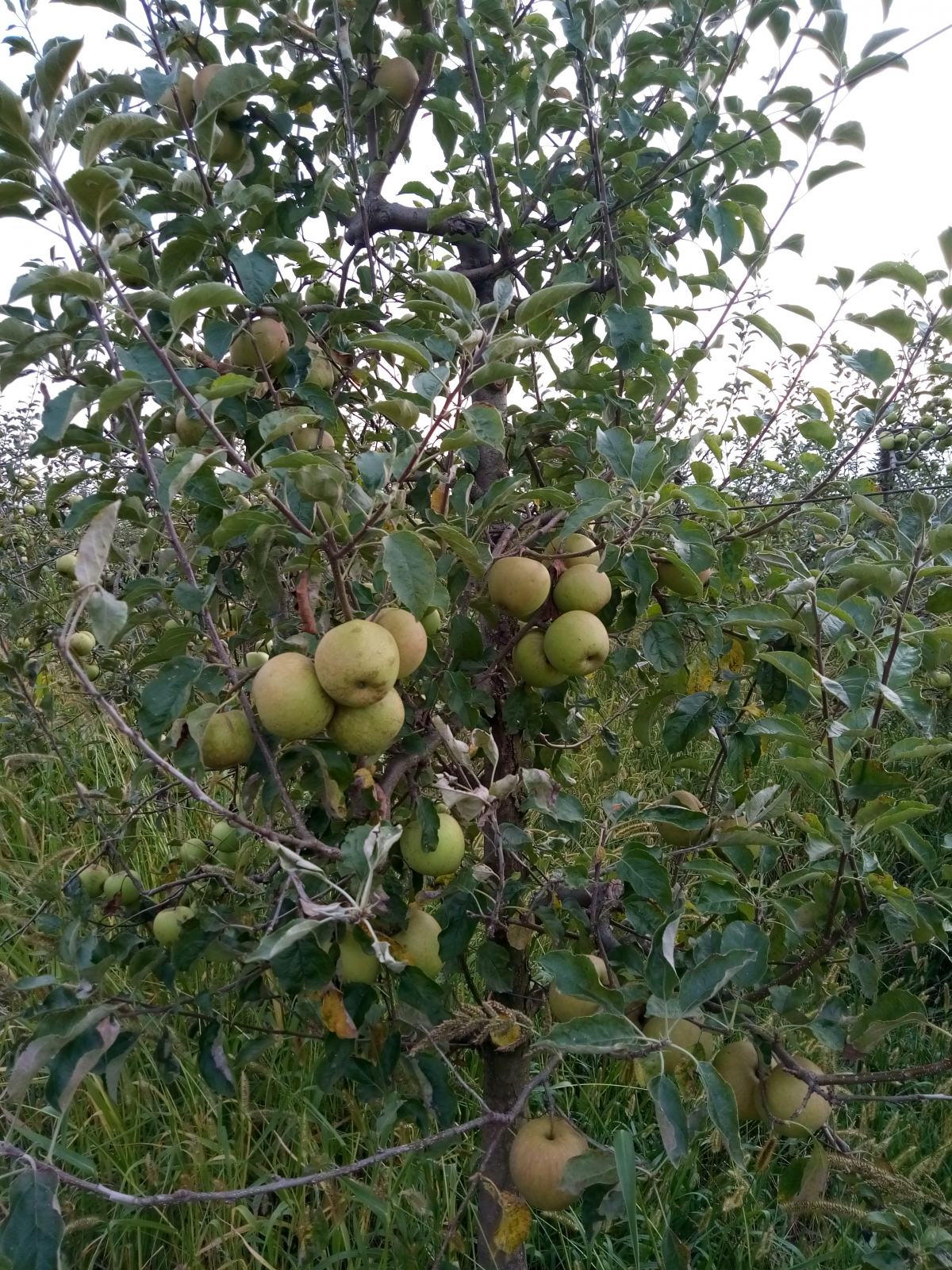 PRODAJEM JABUKE SA VLASTITE PLANTAŽE