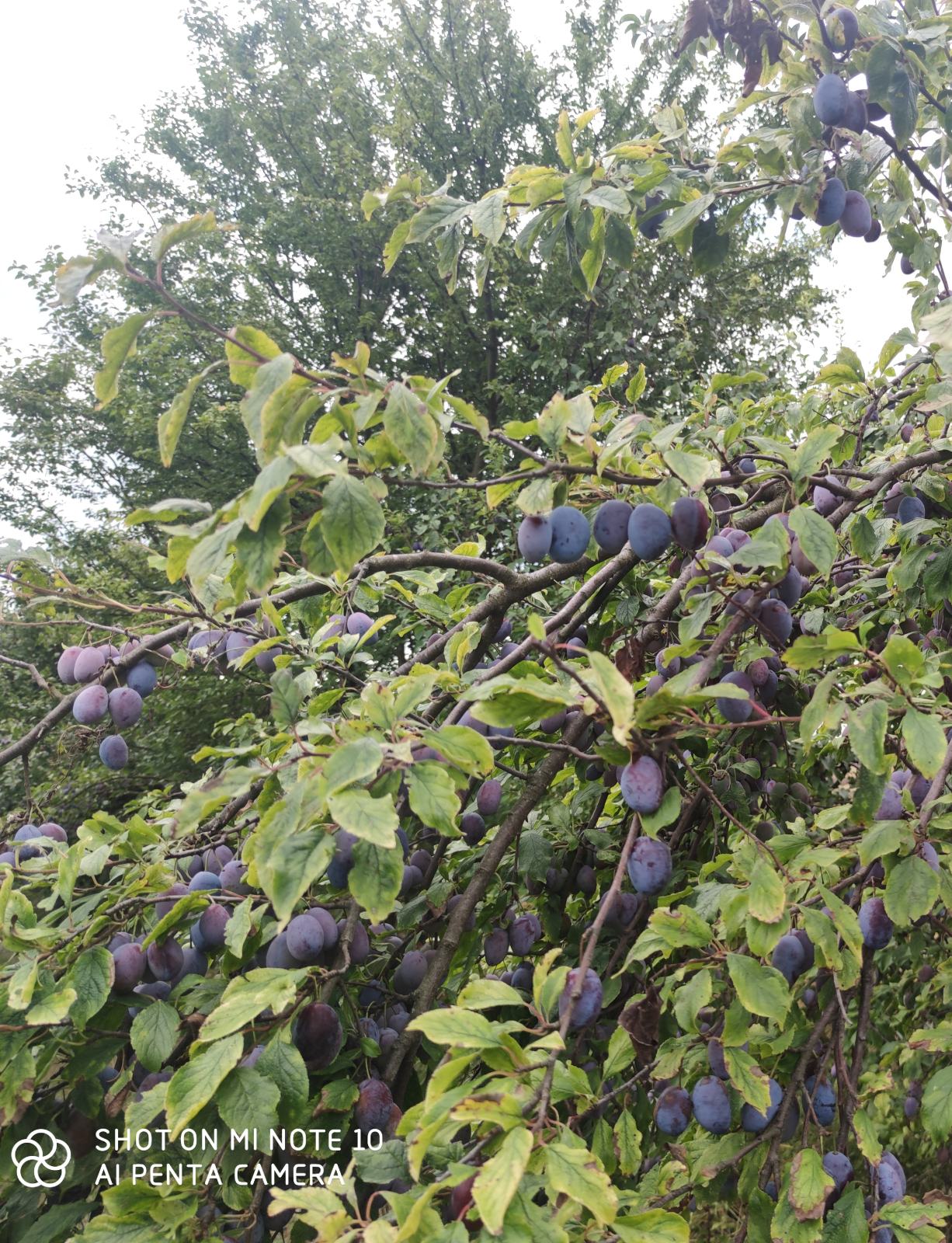 Prodajem plave sljive