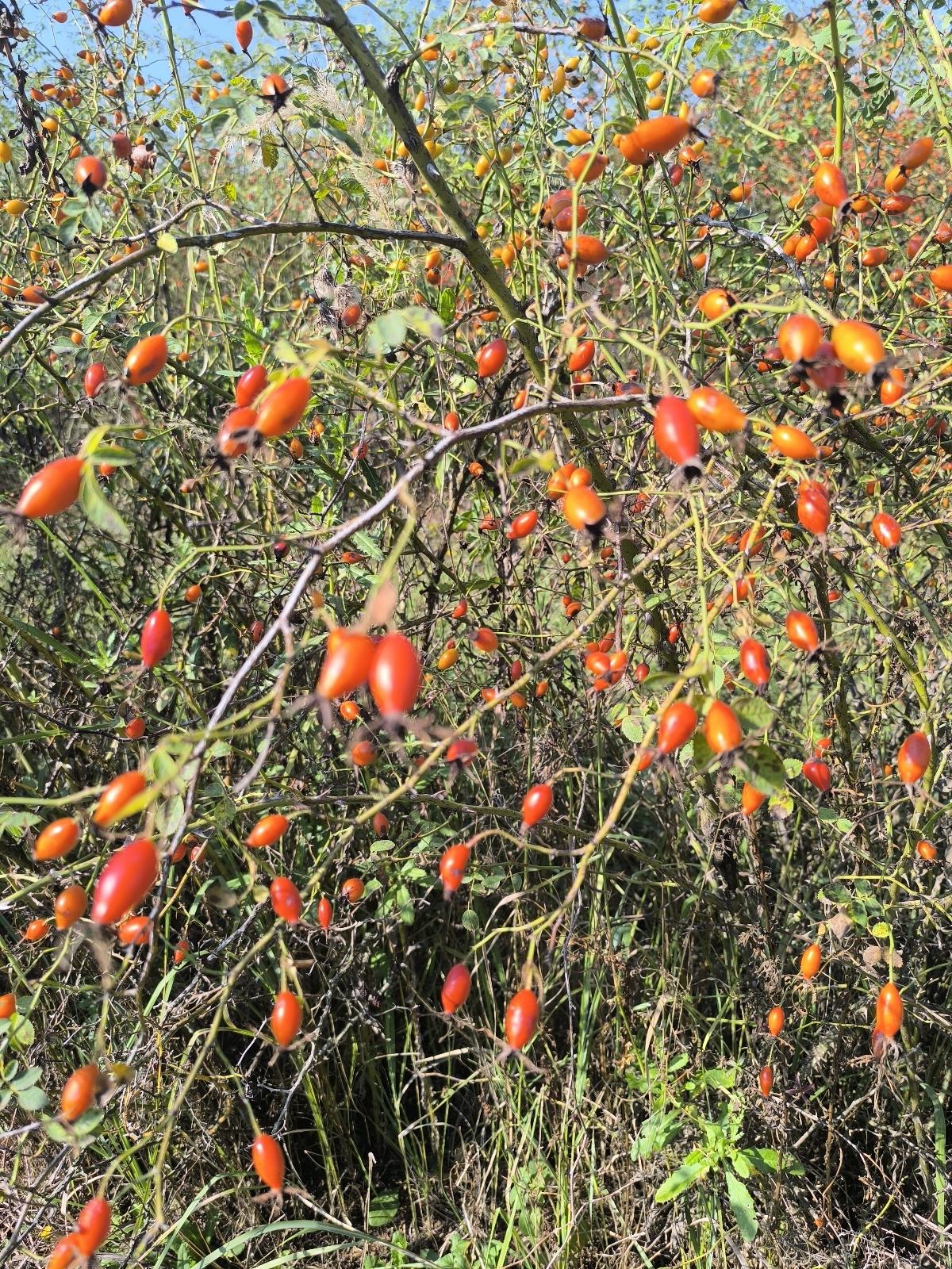 Divlji,Domaći Šipak