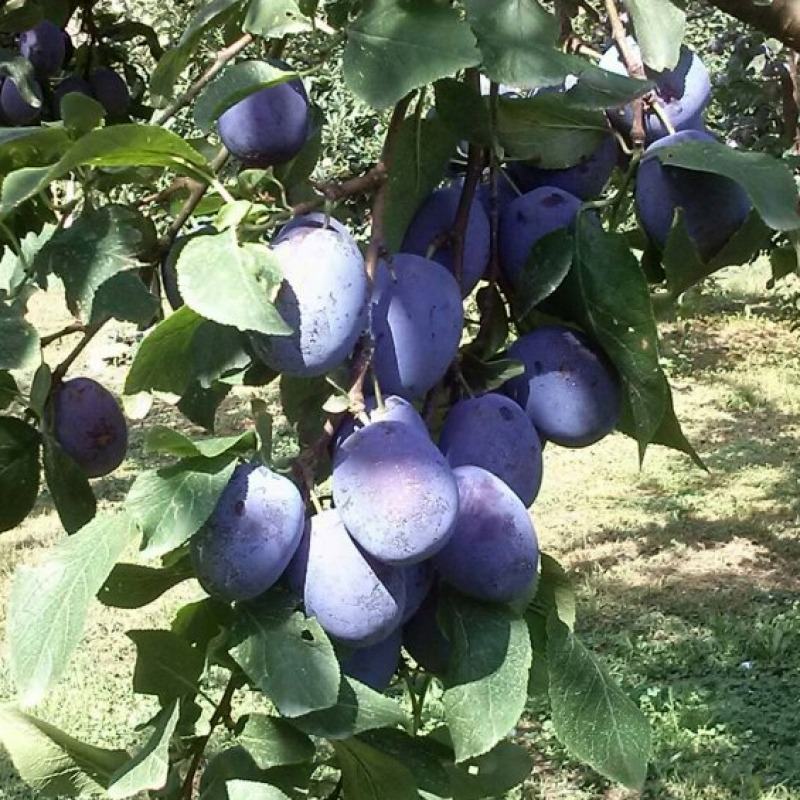 Prodajem šljive - Čačanka ljepotica za pekmez i destilaciju