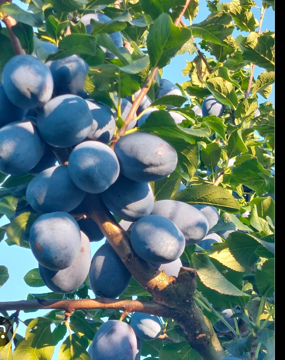 Prodajem šljive čaćanska najbolja