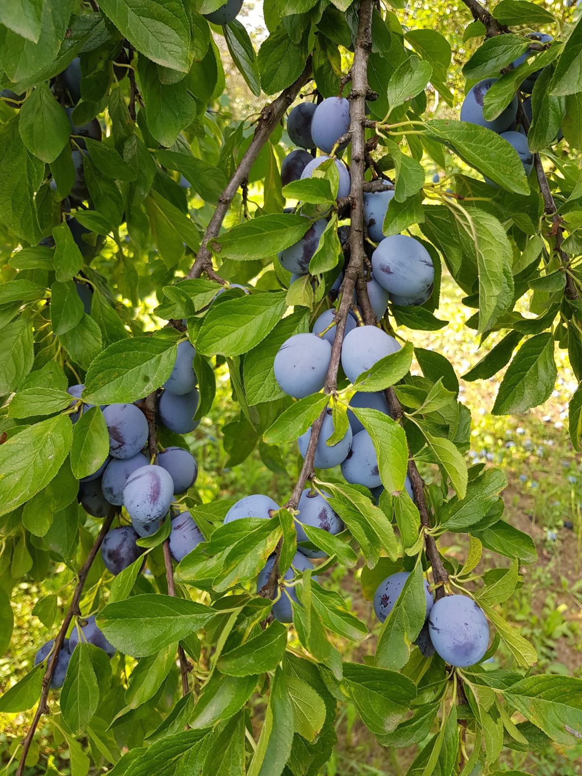 Prodajem šljive - Sorte Stanley i Čačanska rodna