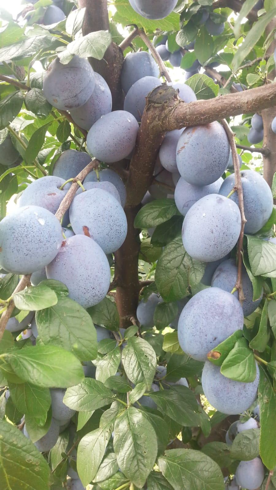 Prodajem šljive ekstra slatke