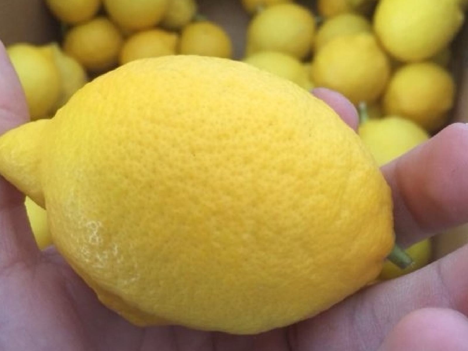 Prodaju se domaci limuni