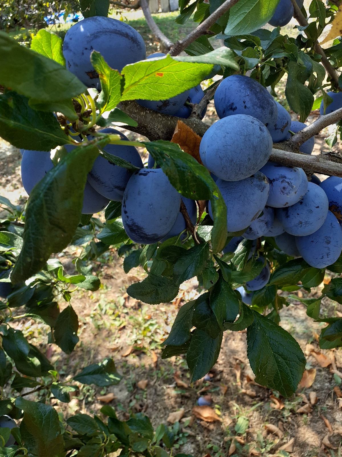 sljiva cacanska ljepotica