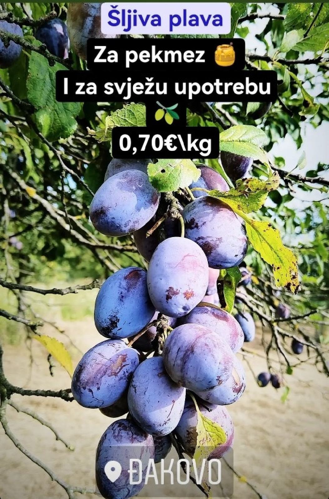 ŠLJIVA