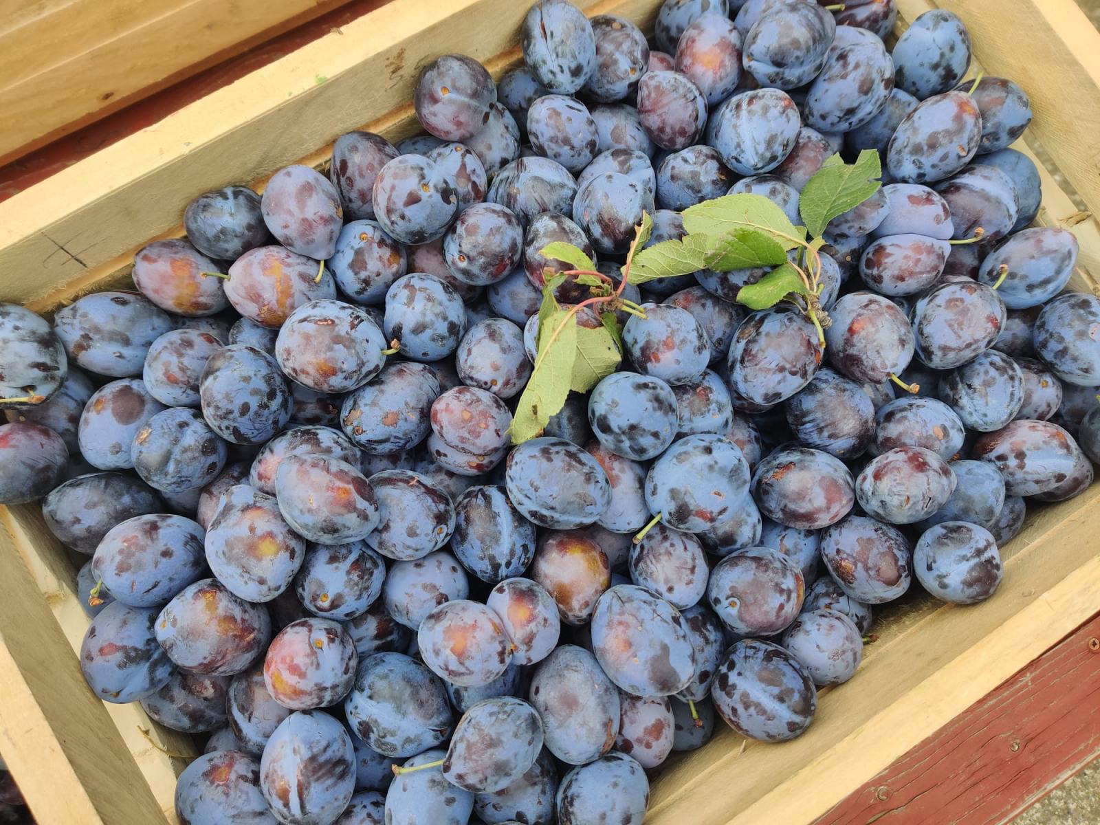 Šljive - čačanka 1€/kg