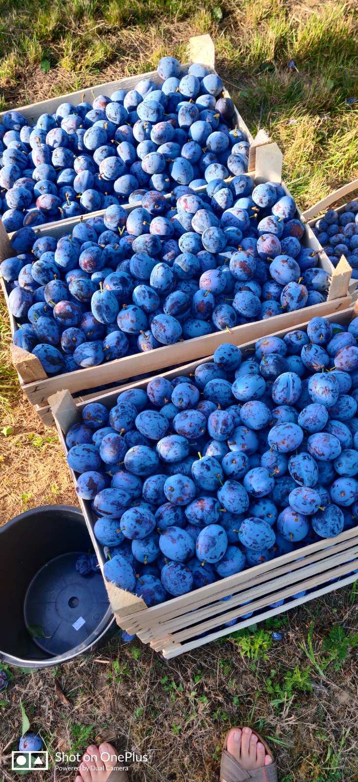 Šljive (čačanka ljepotica)