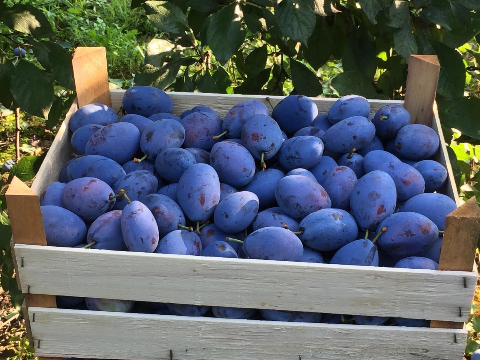 Šljive za pekmez prodajem