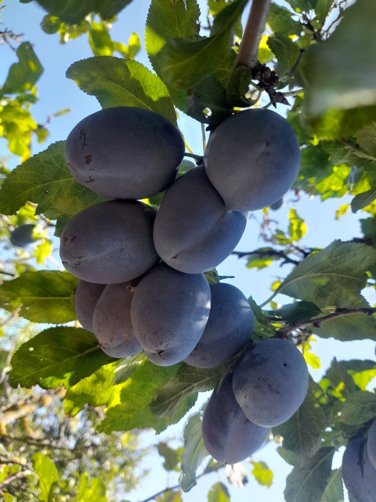 Šljive plave konzumne