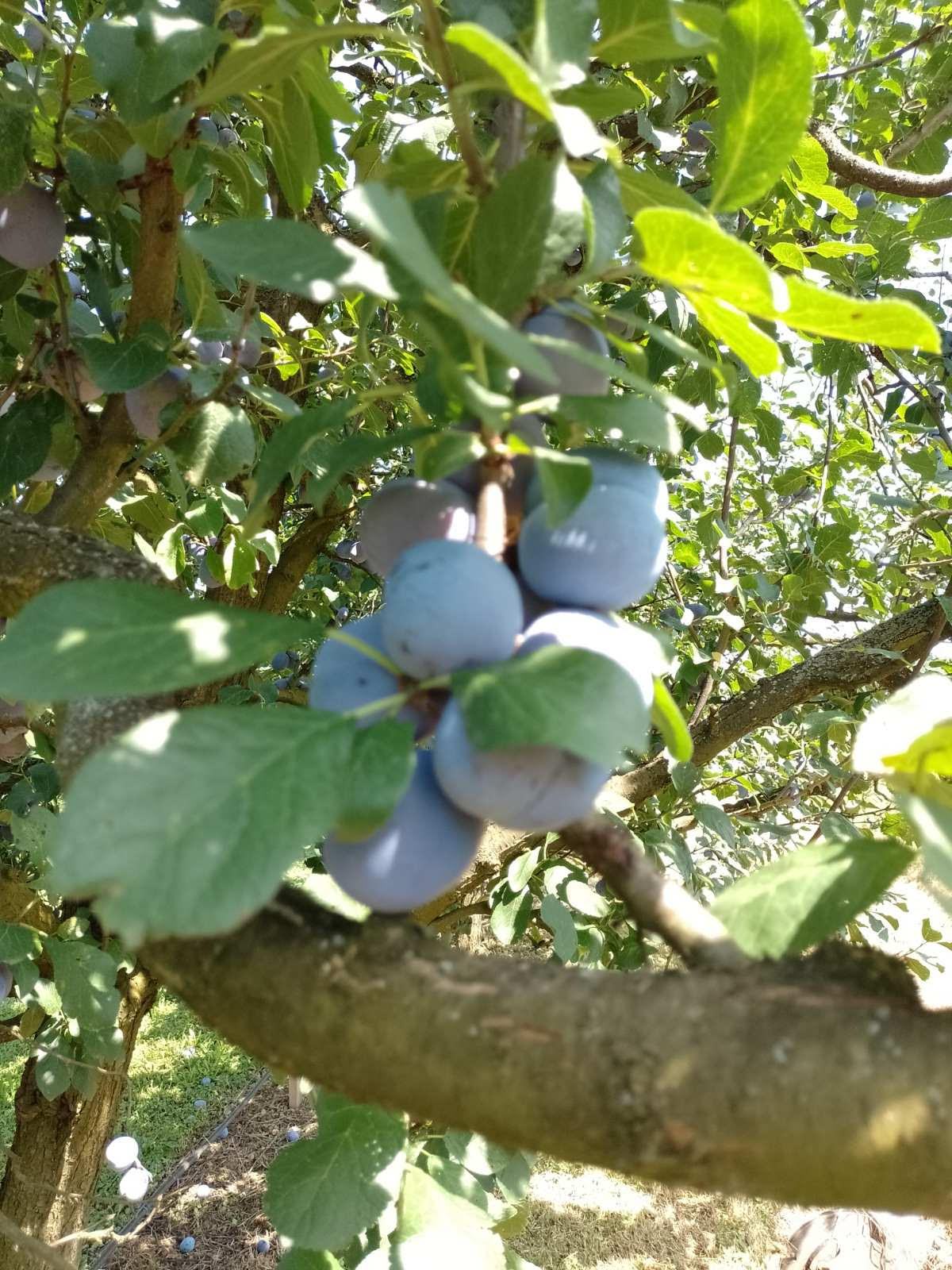 Šljive prodajem Čačanka ljepotica