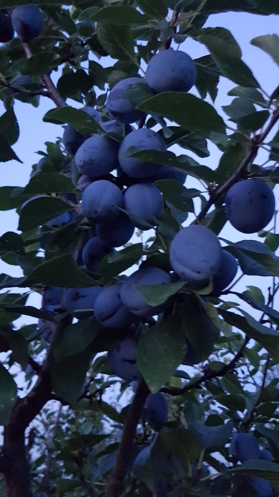 ŠLJIVE - za razne namjene