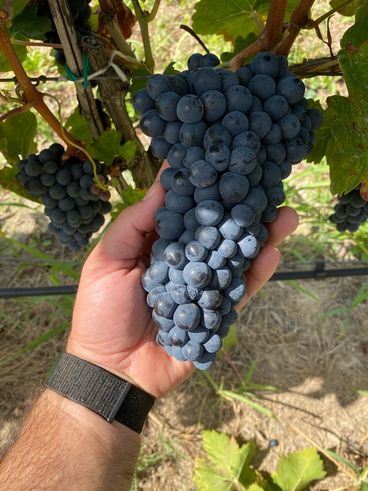 Vinsko grožđe- Merlot plavac marastina malvasija posip vranac debit