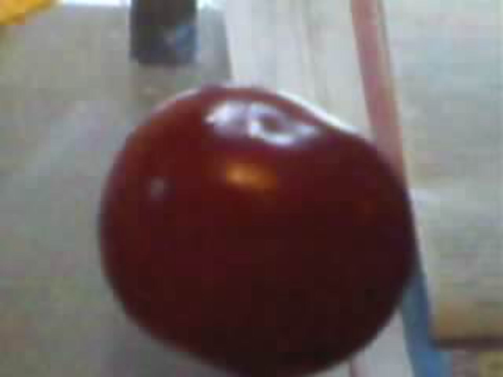 Trešnja Majska kraljicai Bijeli Hrušt