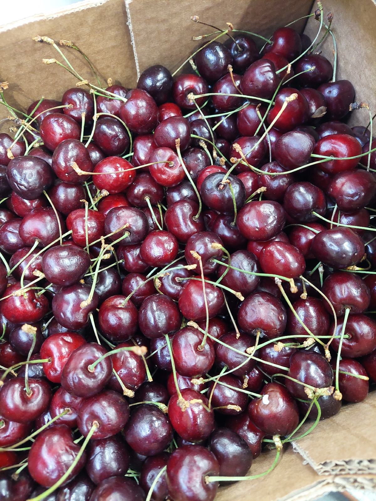 tresnja za rakiju 1e