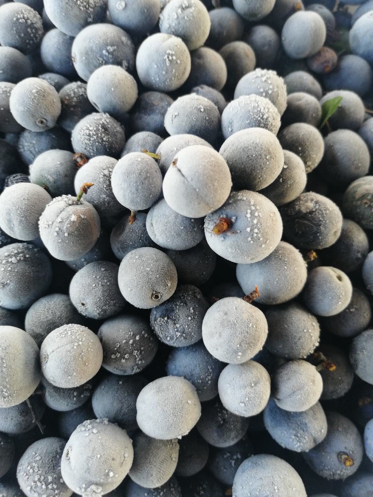 TRNINE, PLOD I SADNICE 5 eura