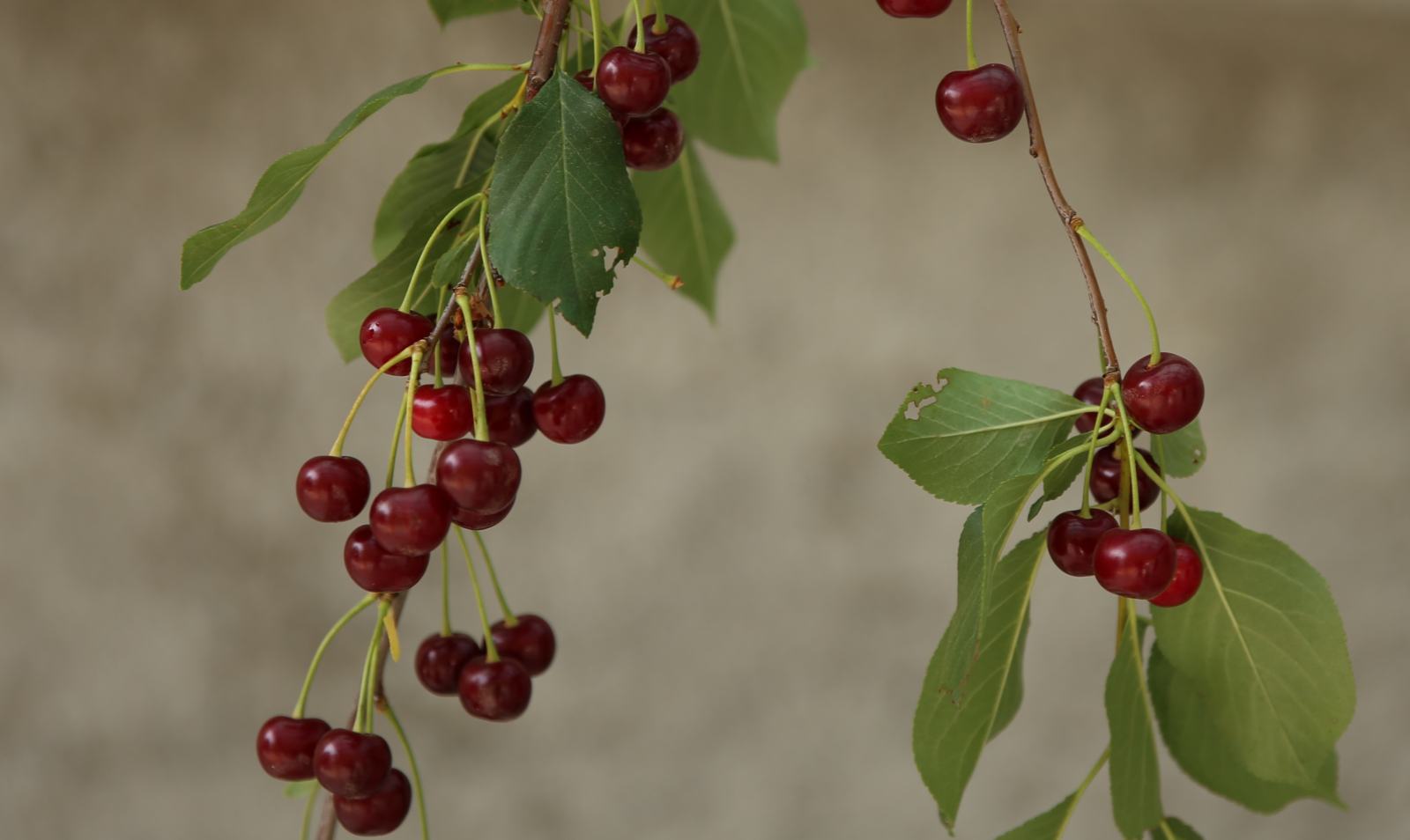 Visnja maraska ekoloska