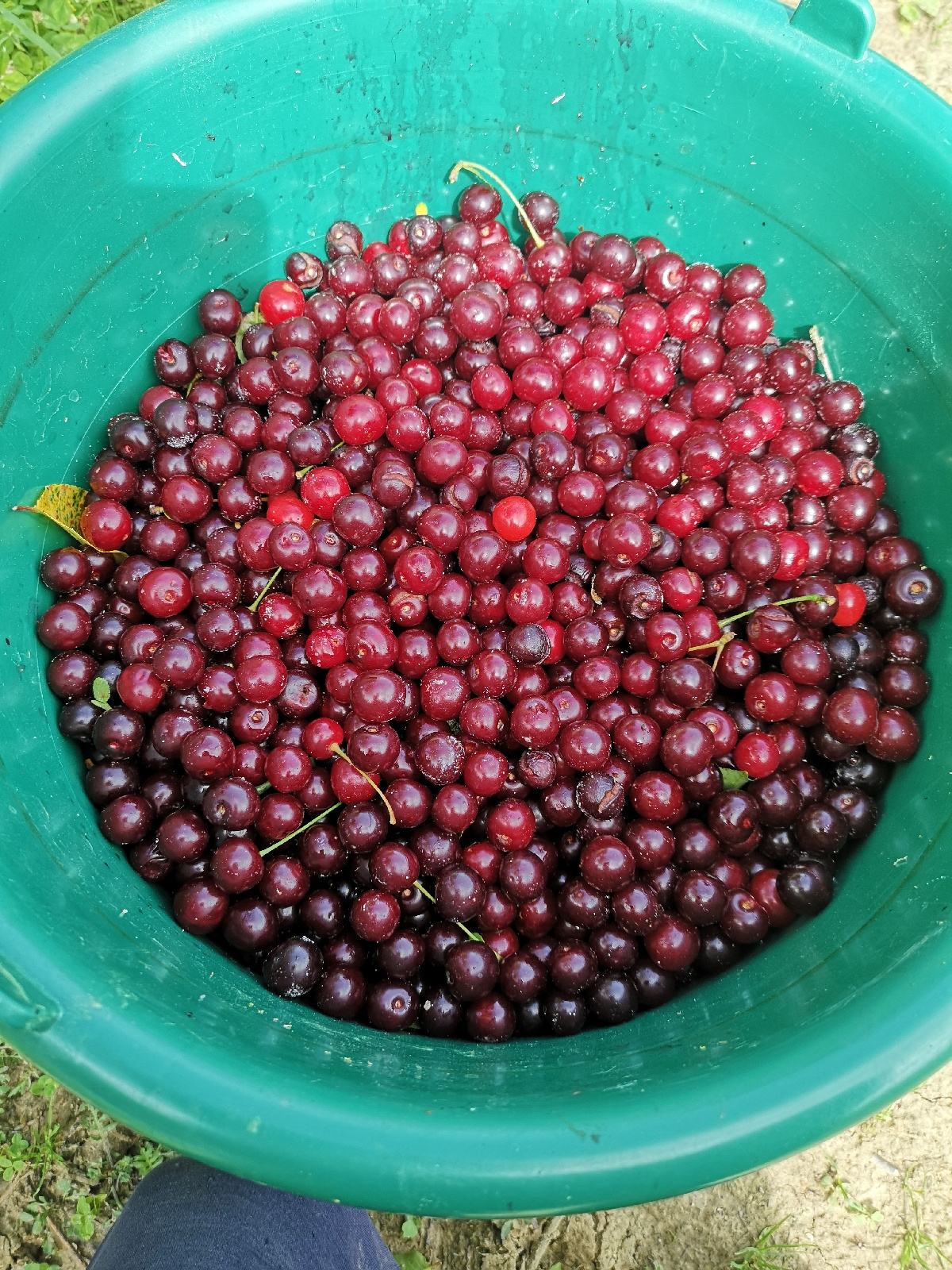 višnje